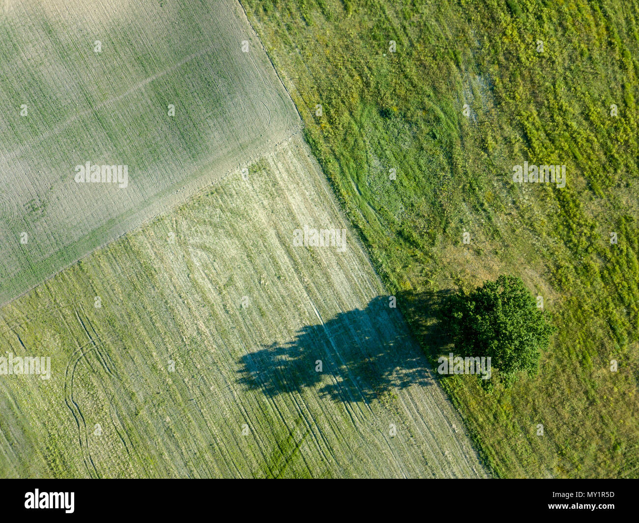 drone image. aerial view of empty cultivated fields with lonely tree in ...