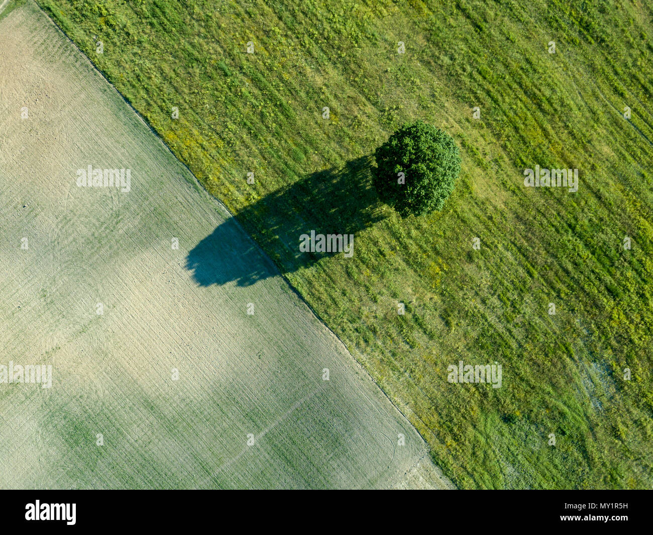 drone image. aerial view of empty cultivated fields with lonely tree in ...