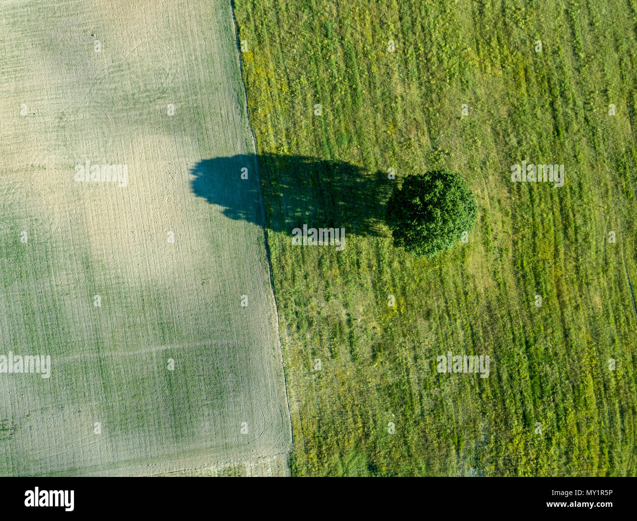 drone image. aerial view of empty cultivated fields with lonely tree in ...