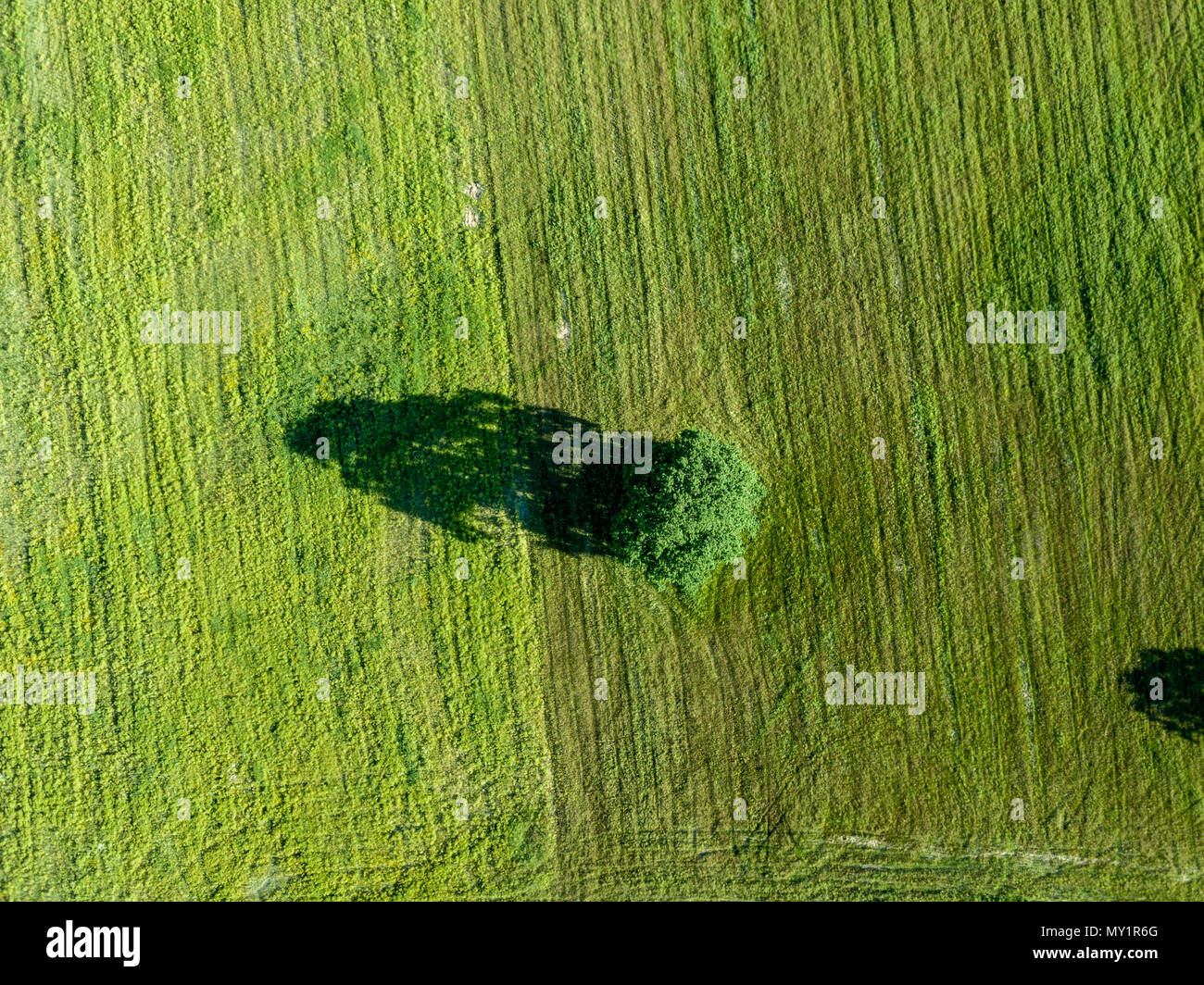 drone image. aerial view of empty cultivated fields with lonely tree in ...