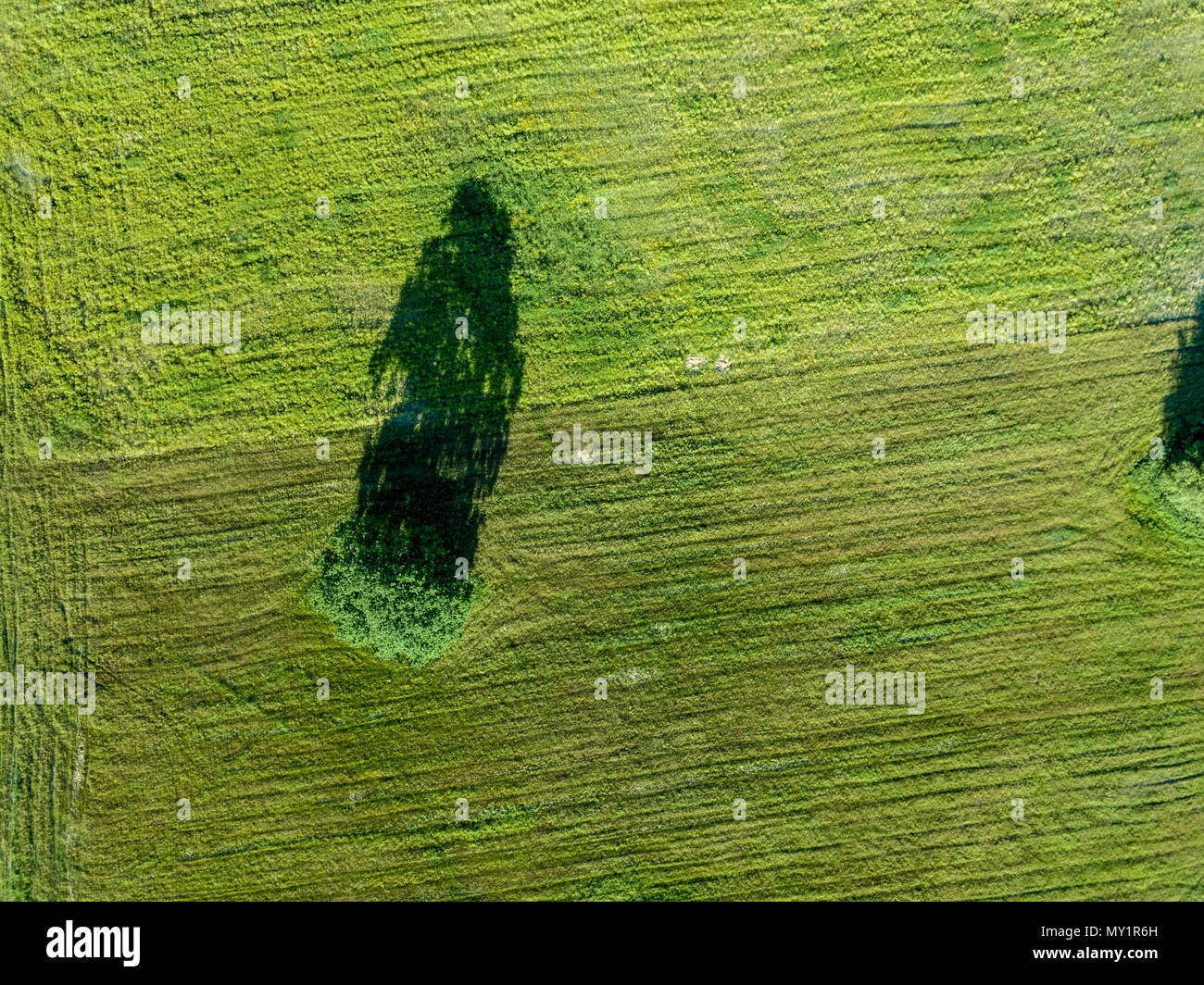 drone image. aerial view of empty cultivated fields with lonely tree in ...