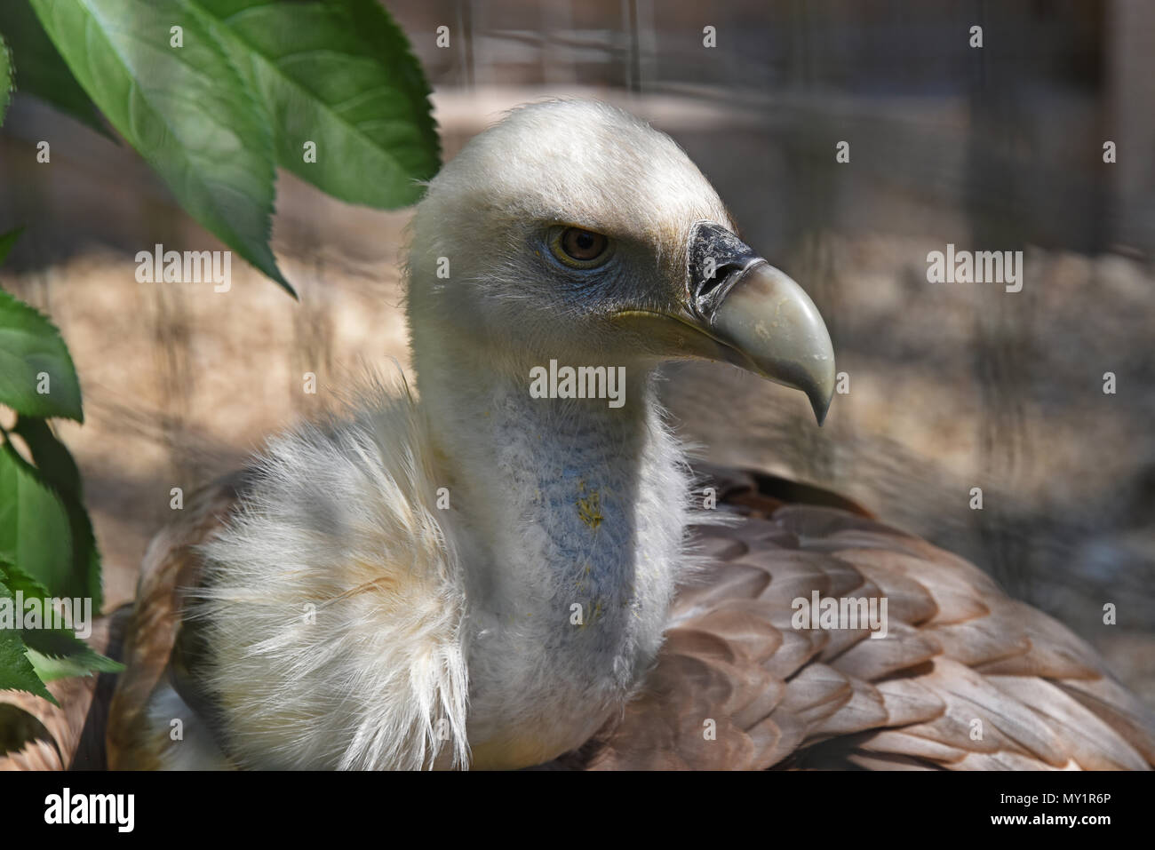 Close-up of a captive Eurasian Griffon or Griffon Vulture (Gyps fulvus ...