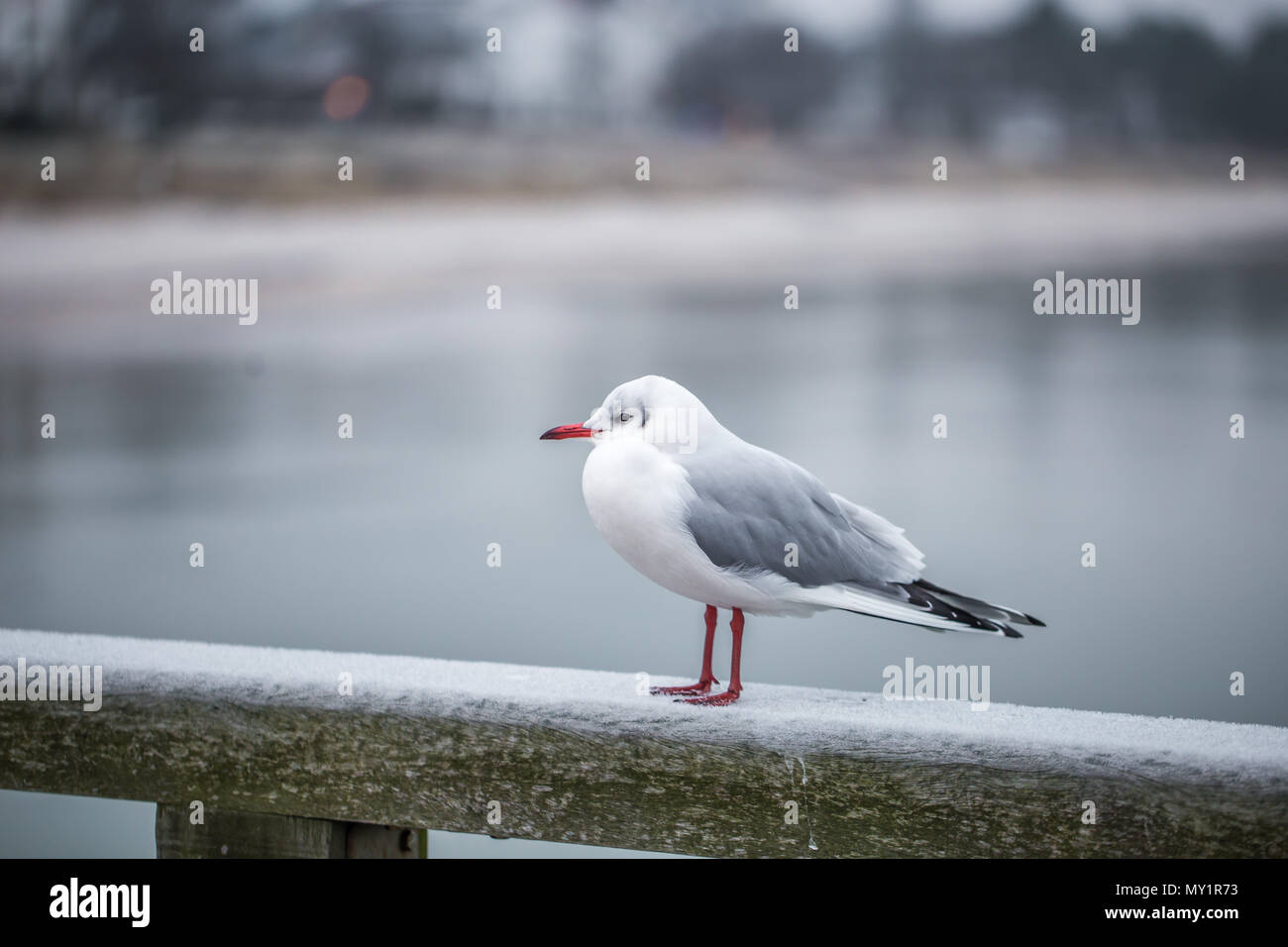 Beautiful little Seagull on promenade close up Stock Photo - Alamy