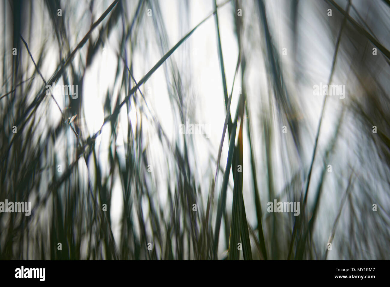 Beautiful close up of reeds blowing in the wind in the dunes close to ...