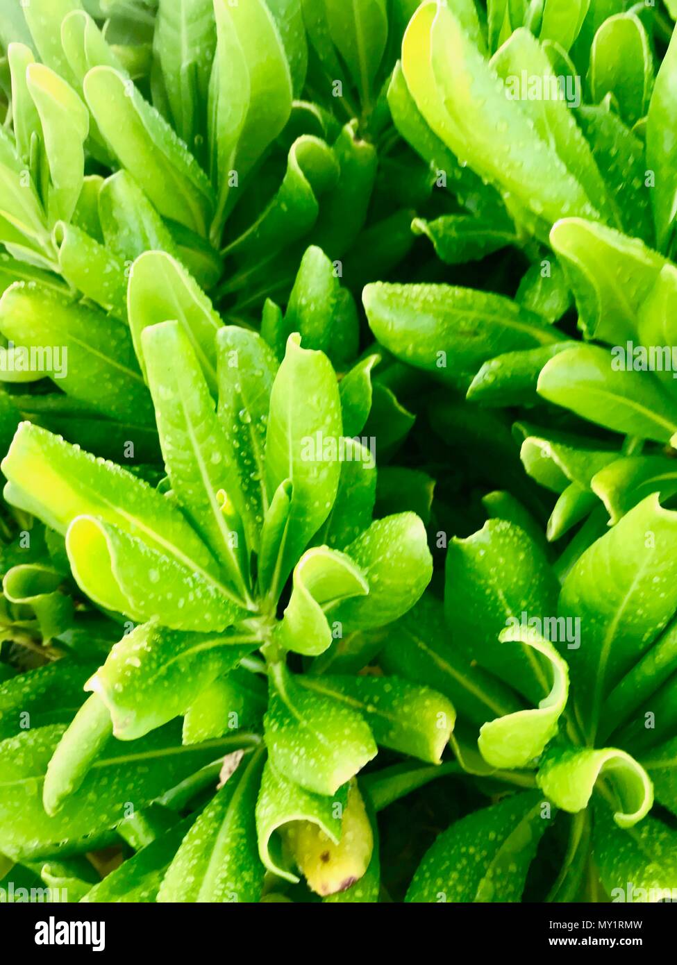 Lush green Crassulaceae (stonecrop family) plant on the beach of ...