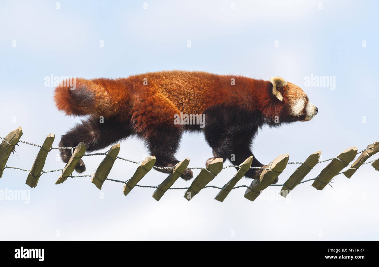 Awake large hi-res stock photography and images - Alamy