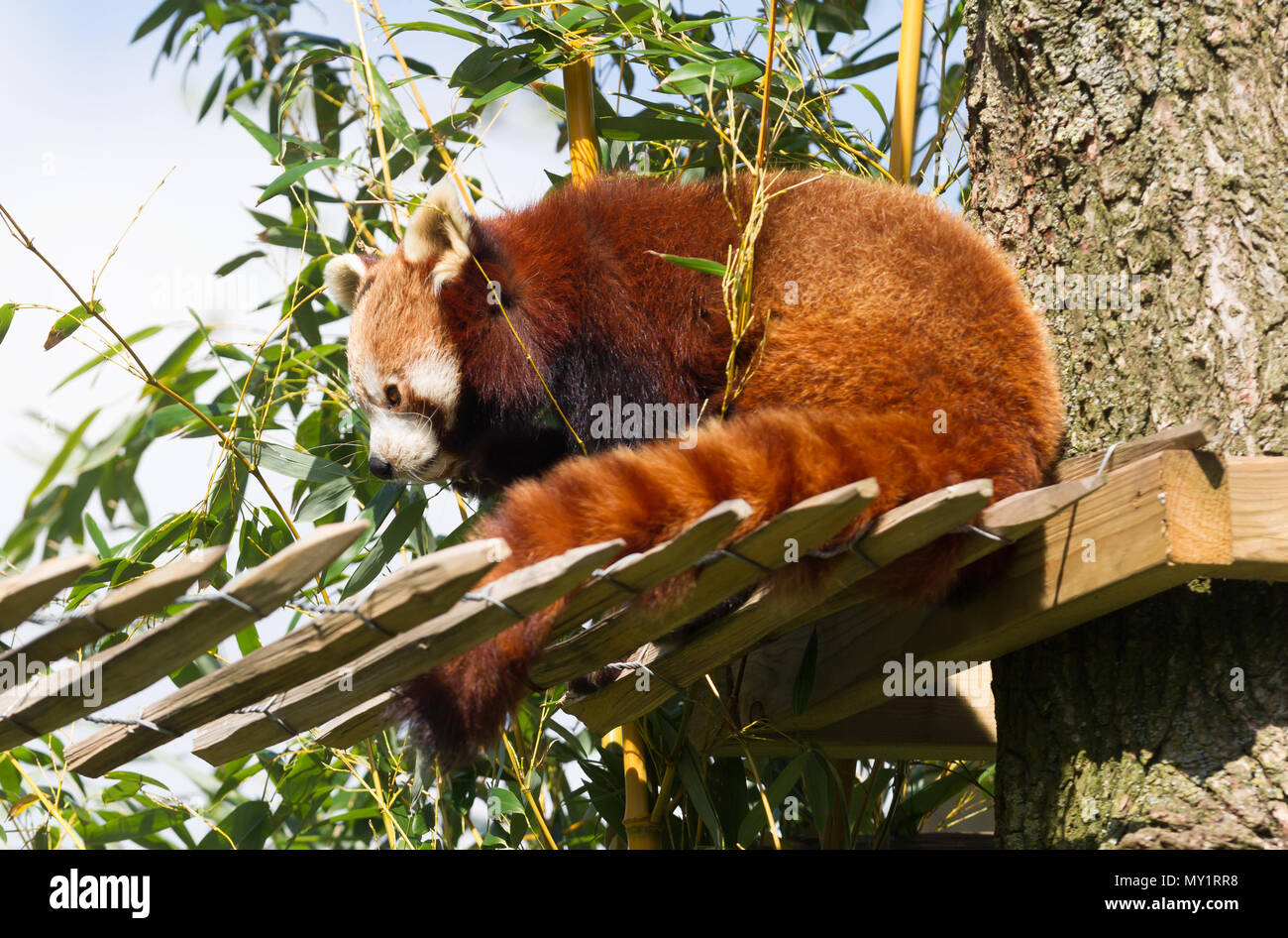 Red panda eating bamboo in a large tree Stock Photo - Alamy