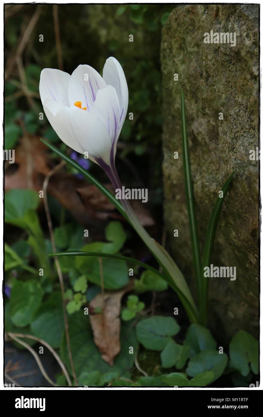 White Crocus flower Stock Photo - Alamy