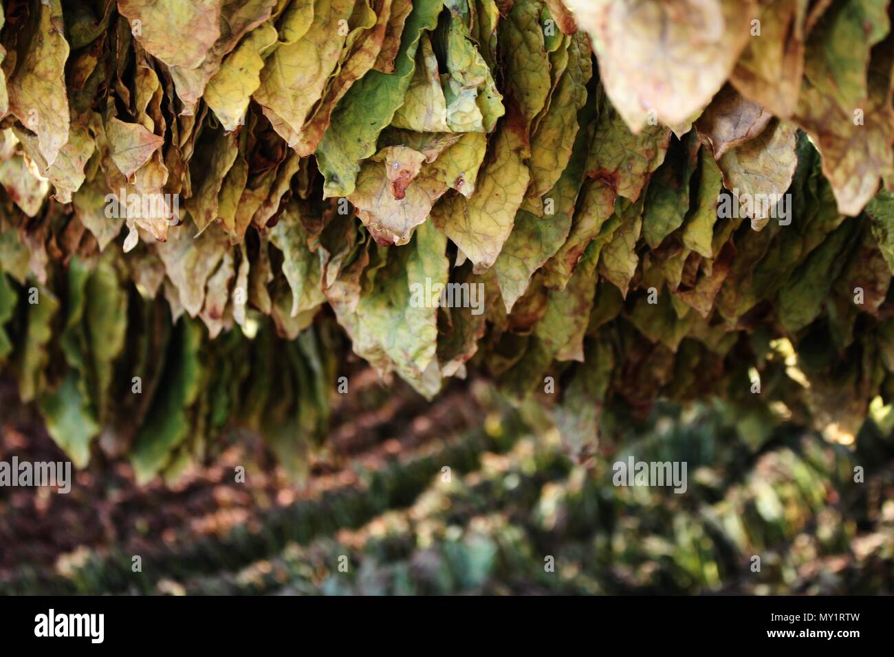 Drying tobacco leaves Stock Photo - Alamy