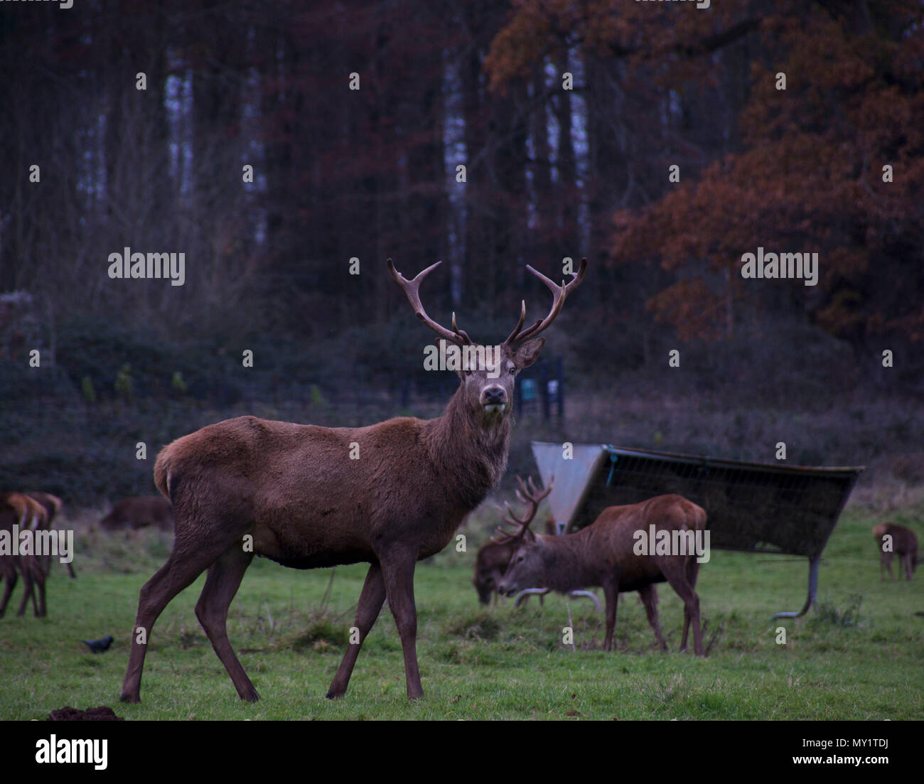 Wildlife scenery hi-res stock photography and images - Alamy