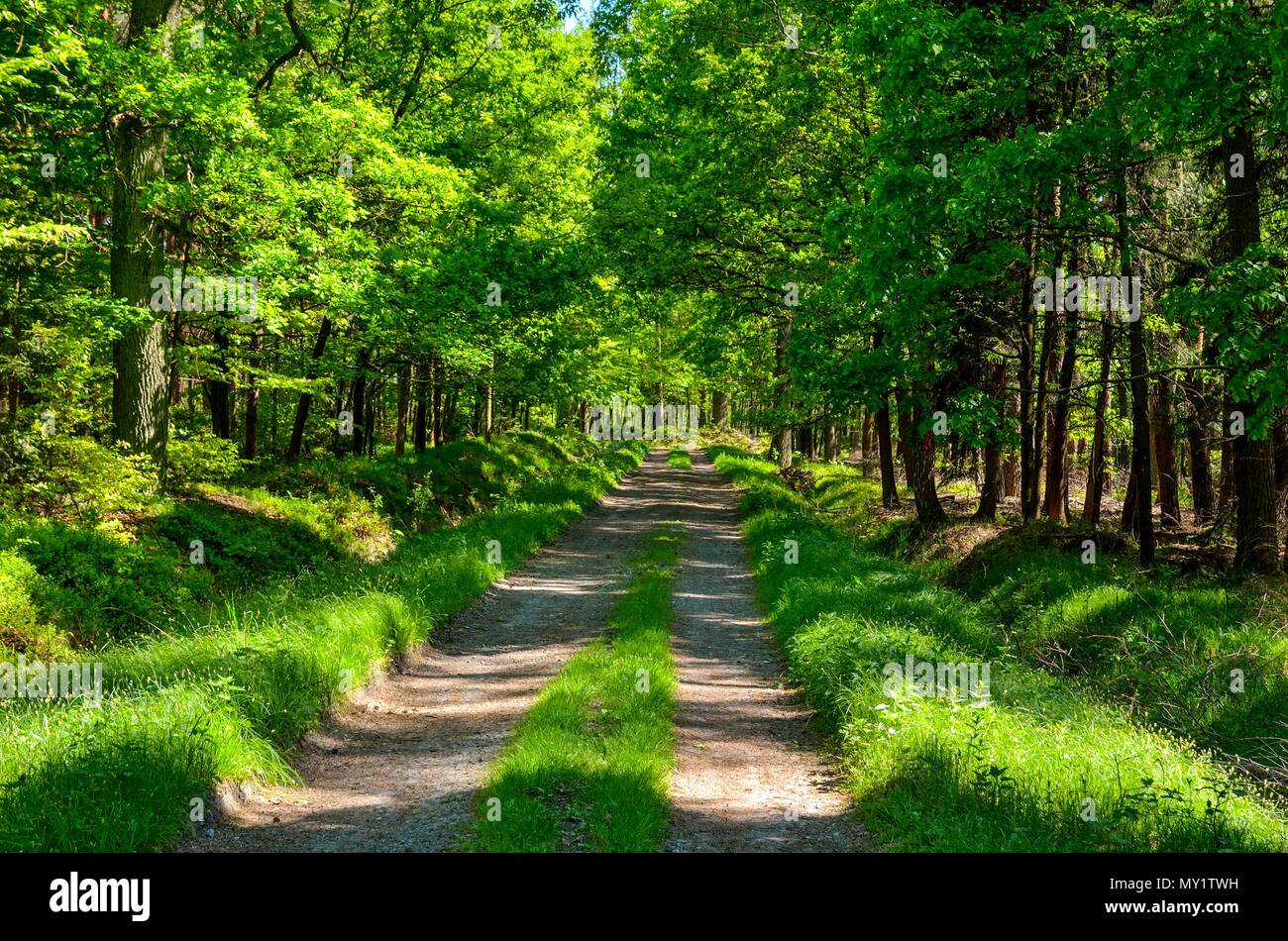 Spring forest landscape. A road among green trees Stock Photo - Alamy