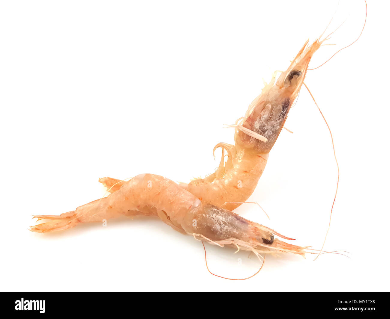 Live shrimp, fresh shrimps on a white background Stock Photo - Alamy