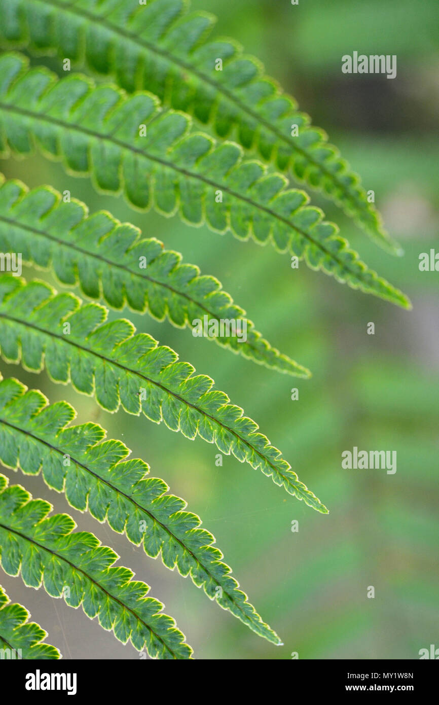 Detail of woodland fern, showing pinnae Stock Photo - Alamy