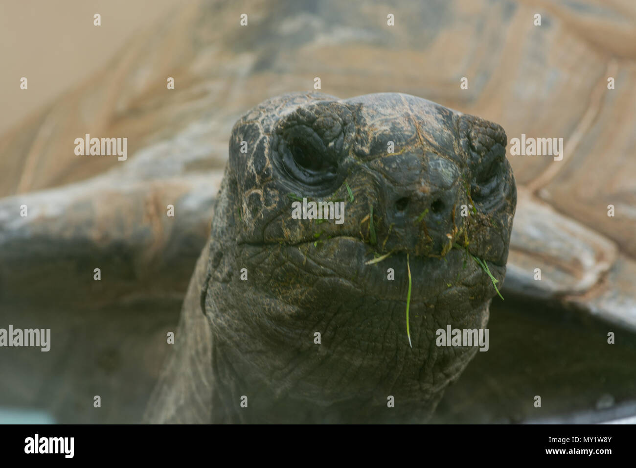 Turtle, reptile, animal head in closeup Stock Photo - Alamy