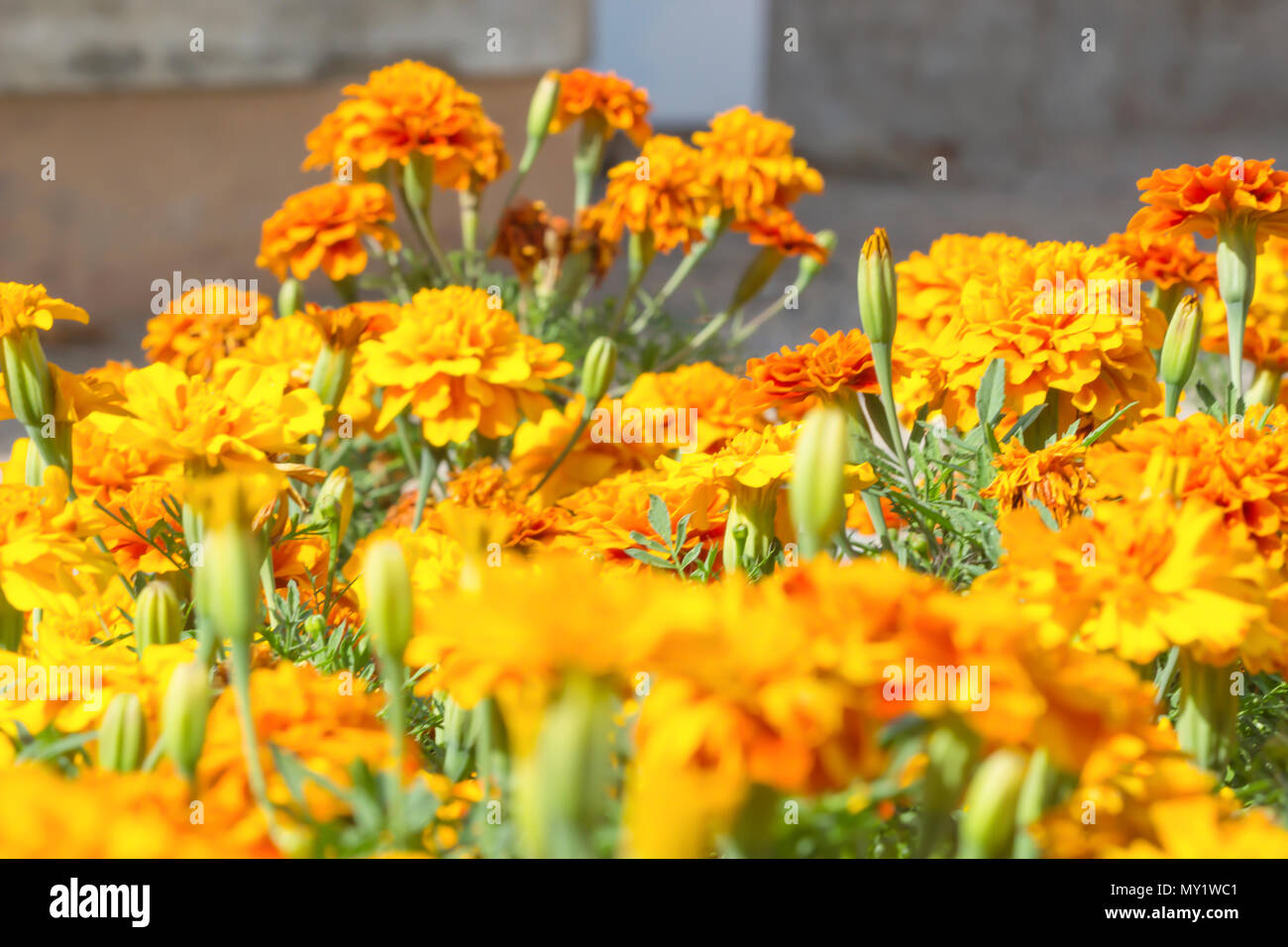 Aztec gold detail hi-res stock photography and images - Alamy
