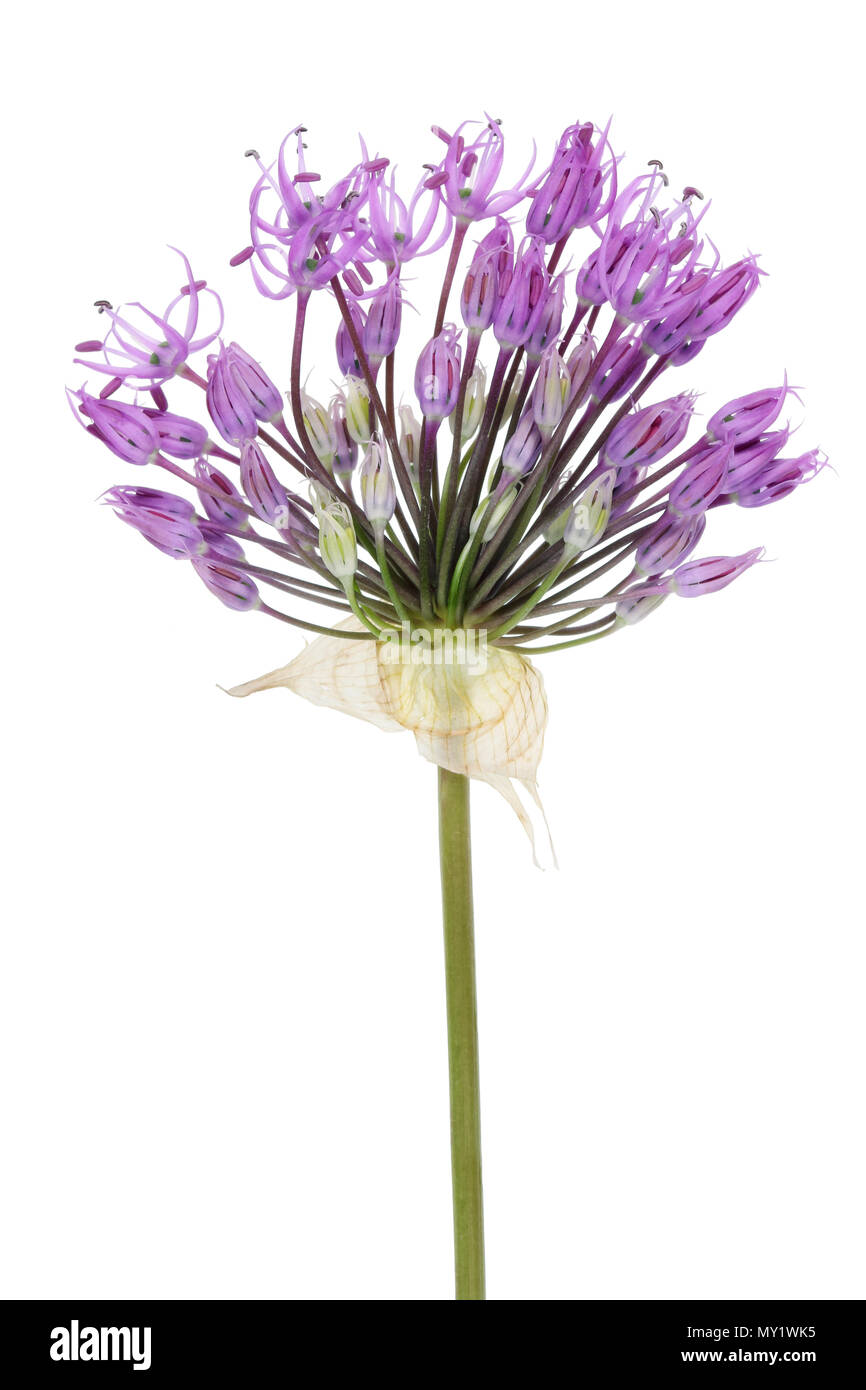Stellate flower Cut Out Stock Images & Pictures - Alamy