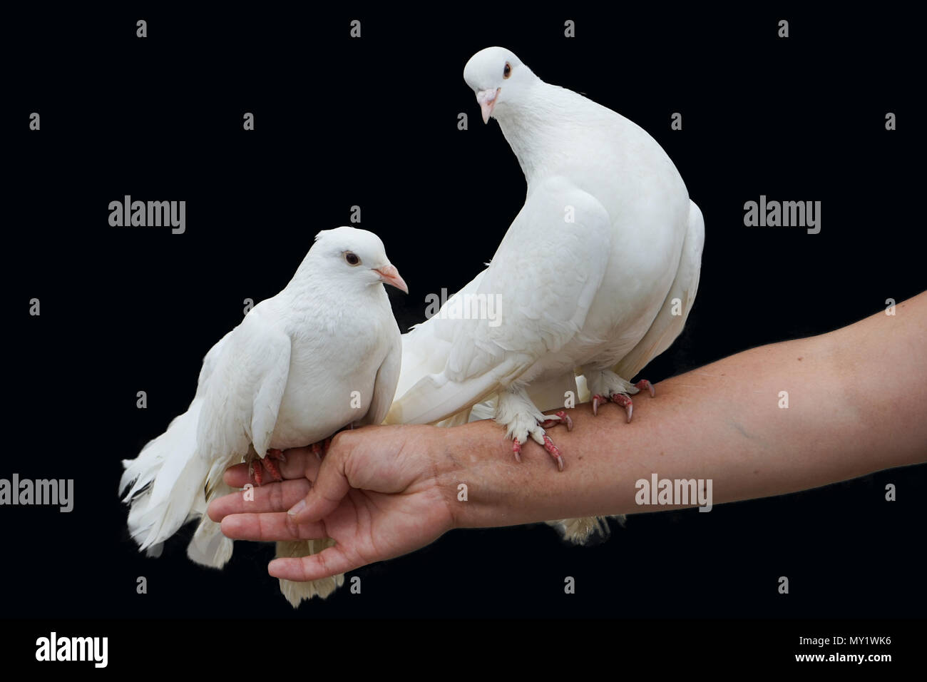 Two white pigeons sitting on a gentle female hand on an isolated black ...