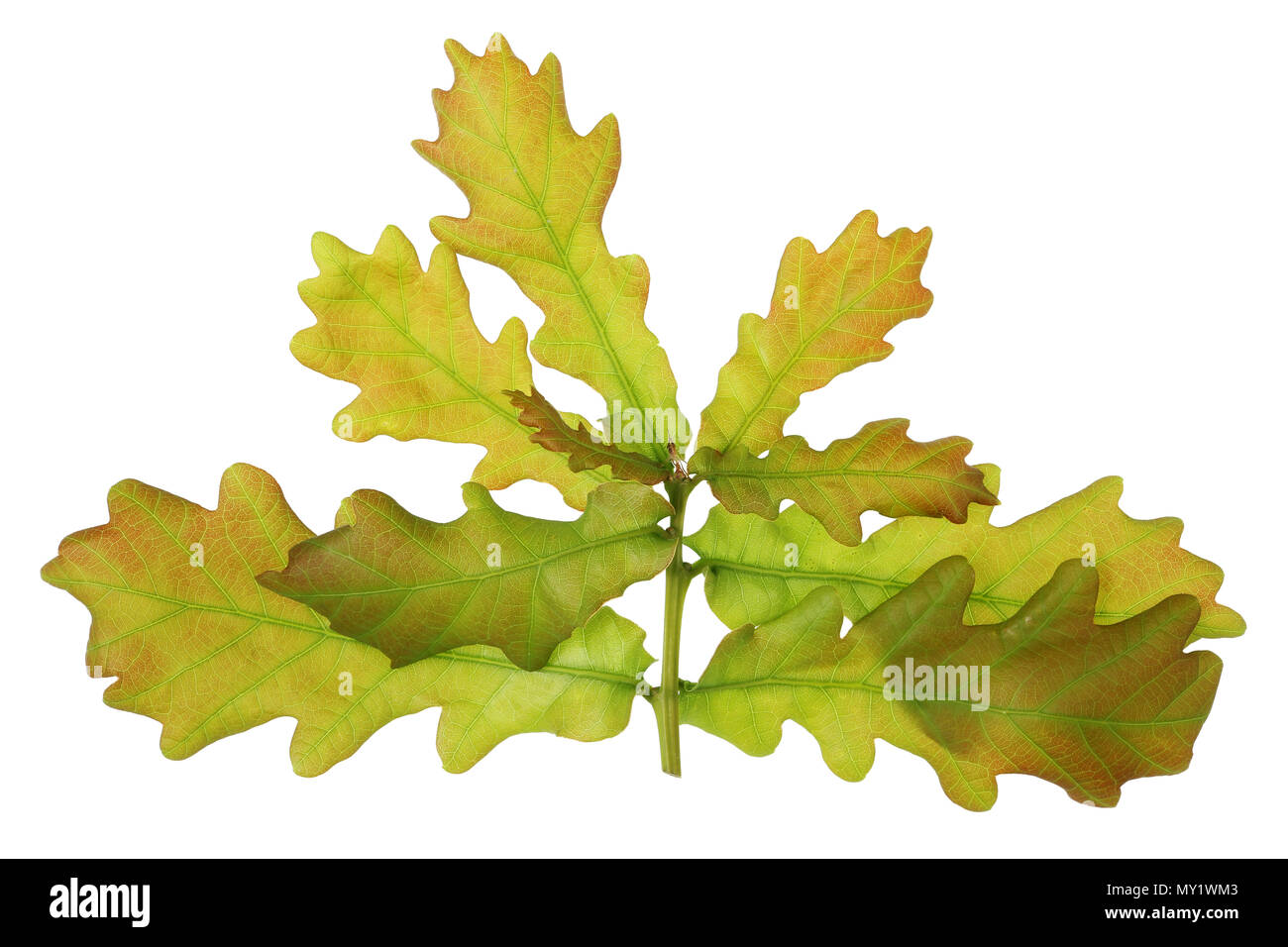 The twig of a spring April European Oak tree with tender little green ...