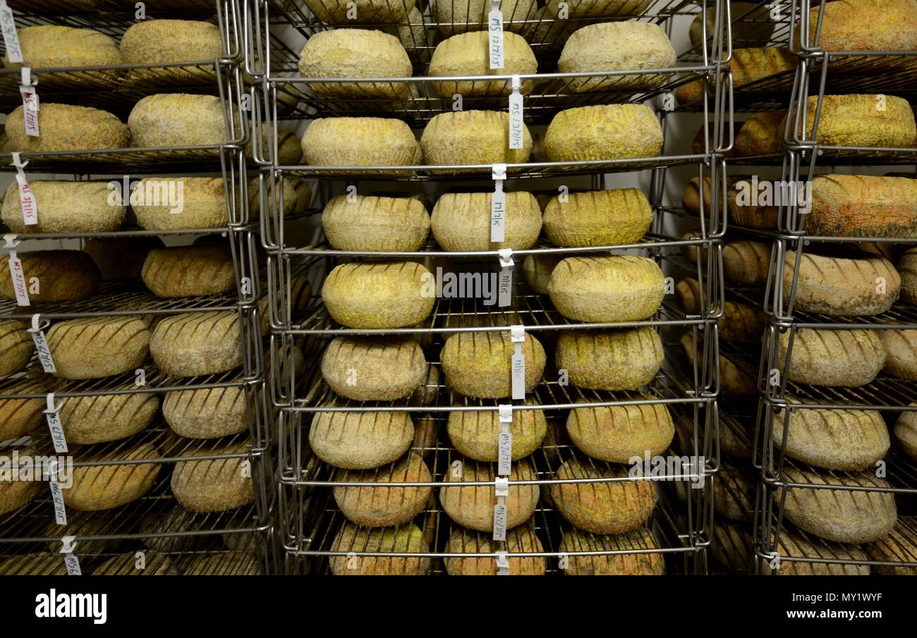 Traditional dairy farming hi-res stock photography and images - Alamy