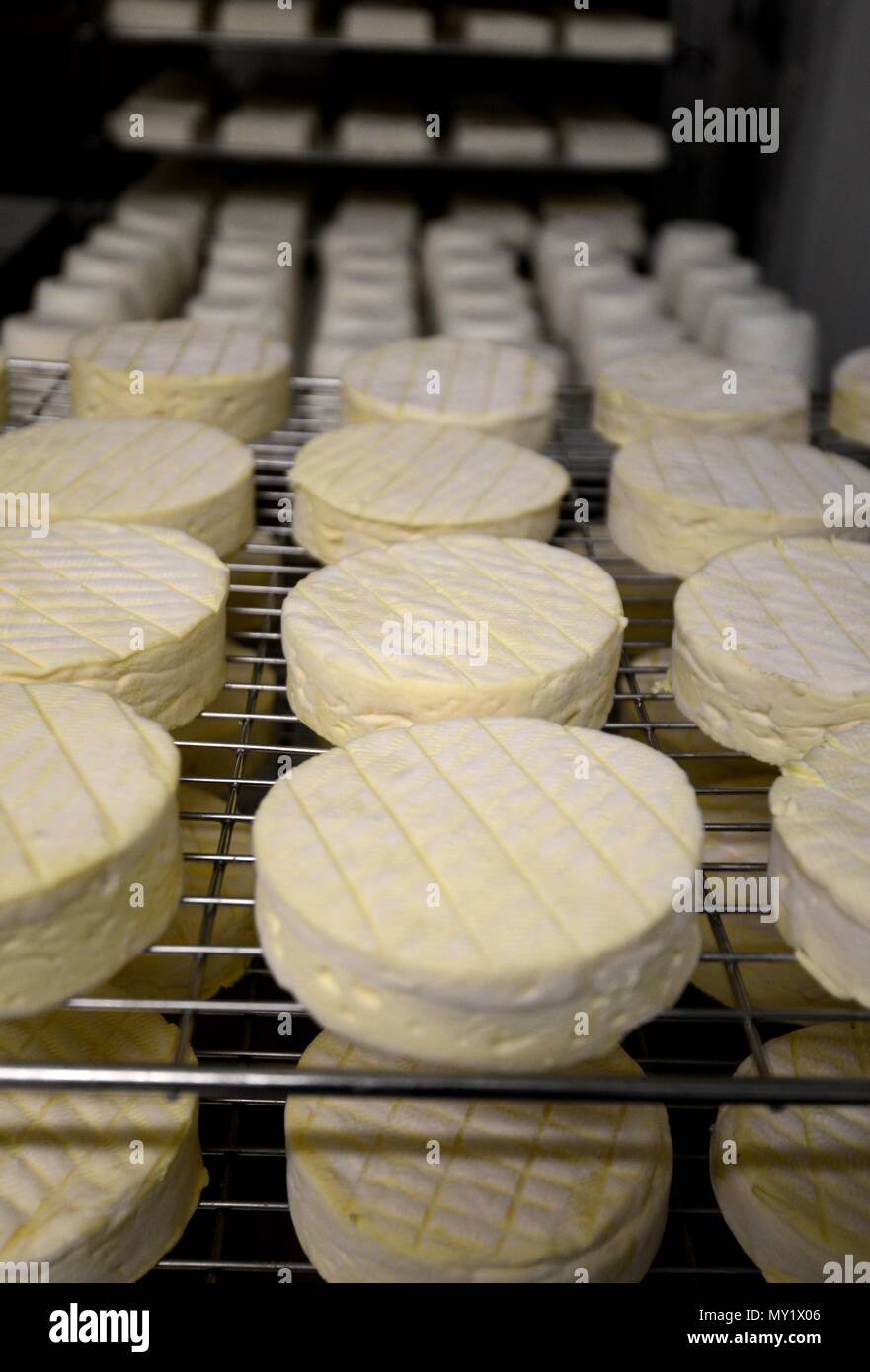 Sheep Dairy Pictured Soft cheese 05/01/2016 Stock Photo - Alamy