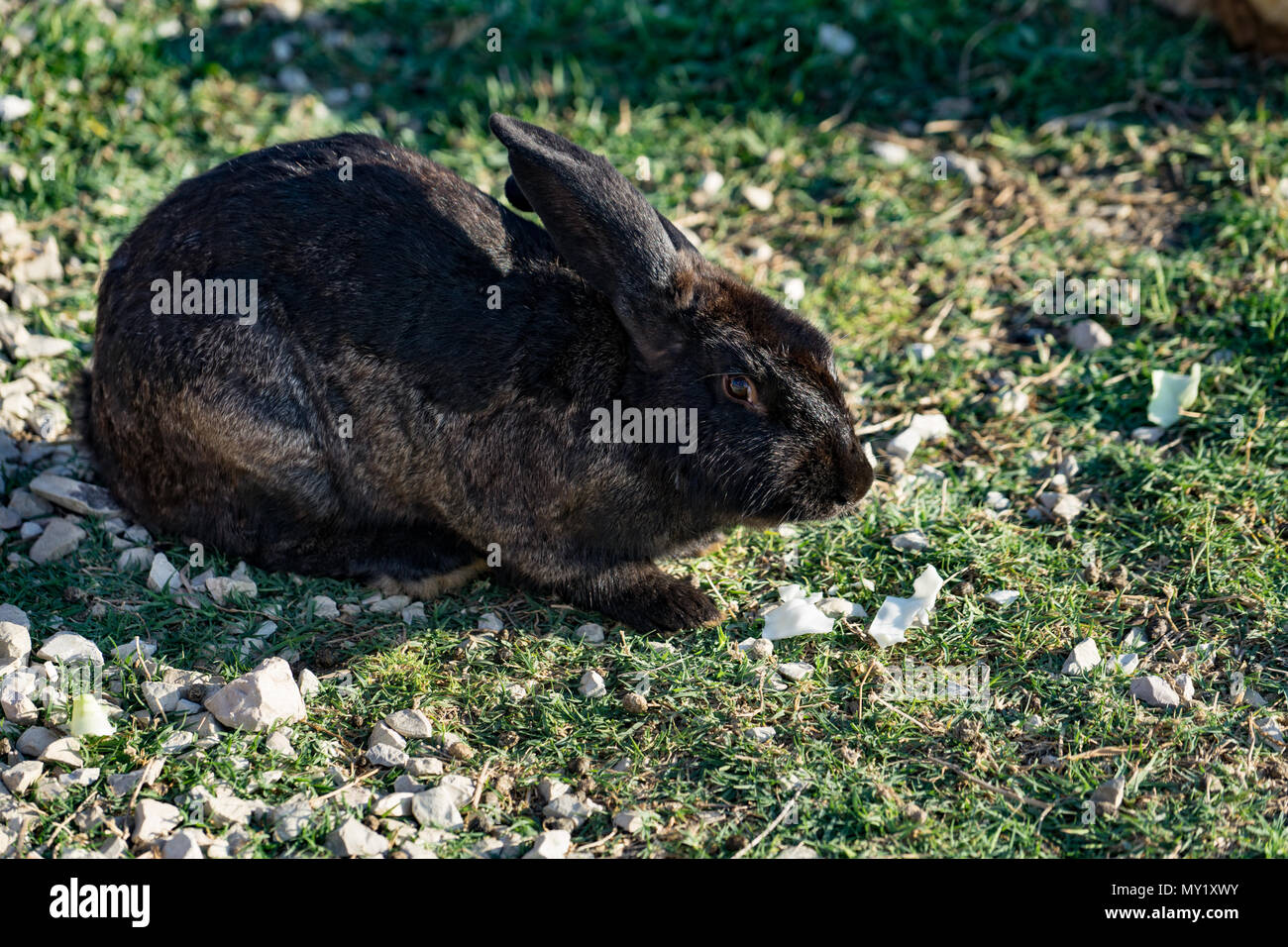 Onagreenbackground hi-res stock photography and images - Alamy