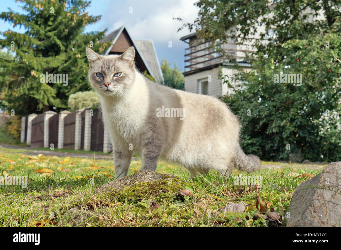 A country cat in a natural setting hunts mice and birds. Sunny autumn ...