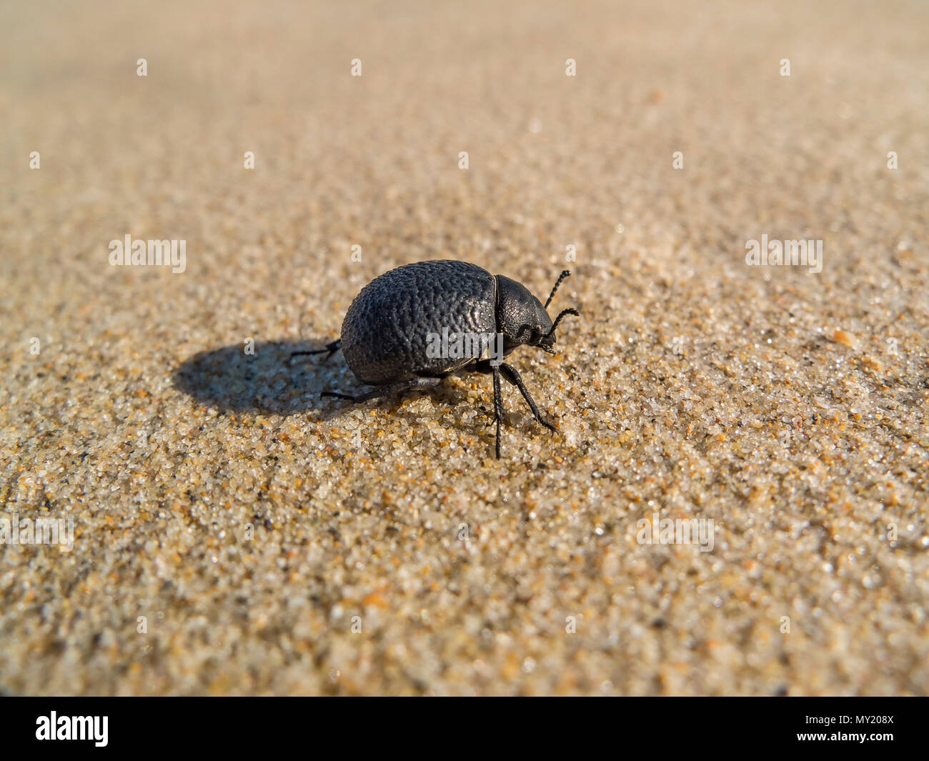 a black beetle on the sand of the beach on a sunny summer day Stock ...