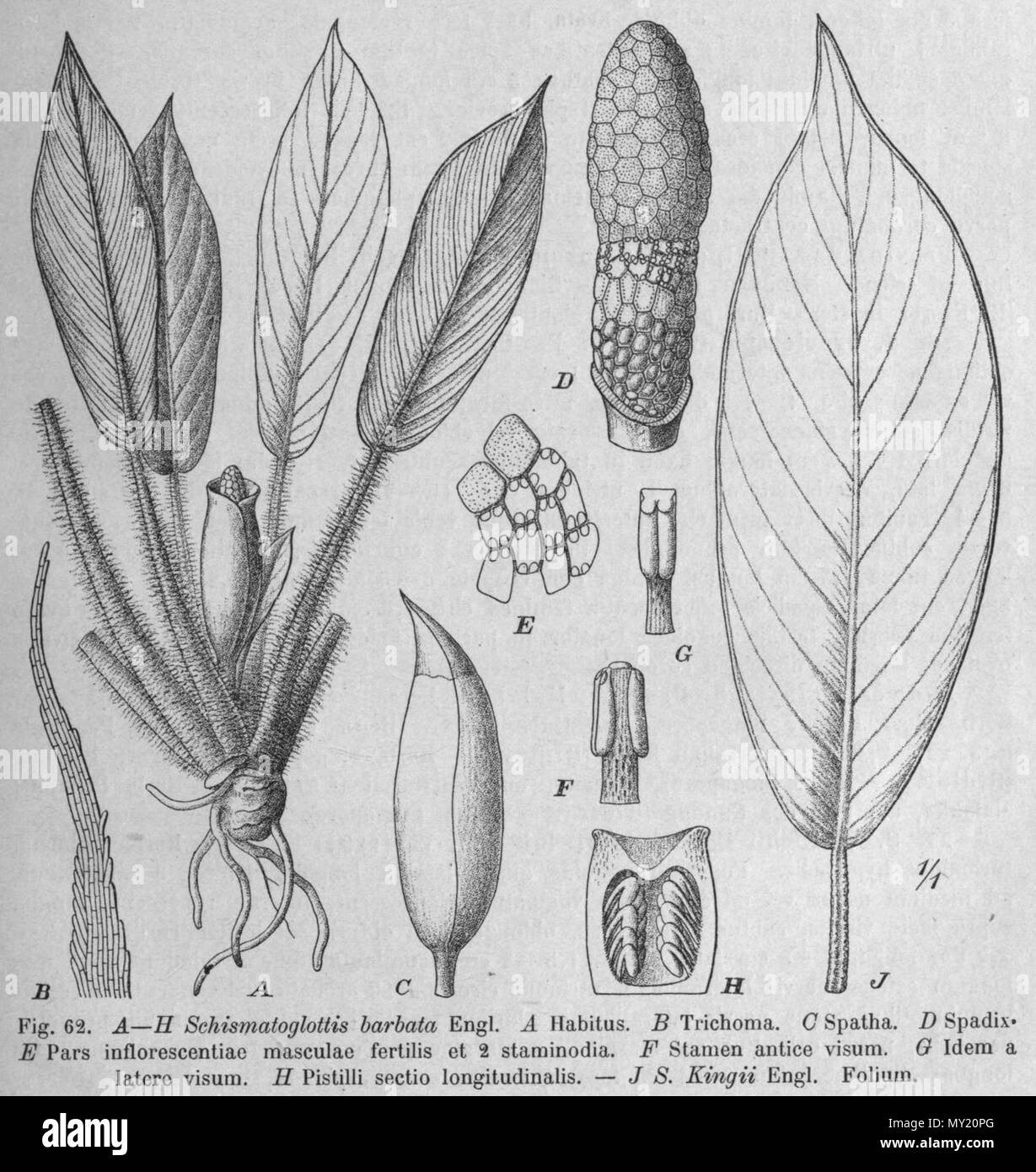. English: Schismatoglottis barbata from Das Pflanzenreich . 1912 ...