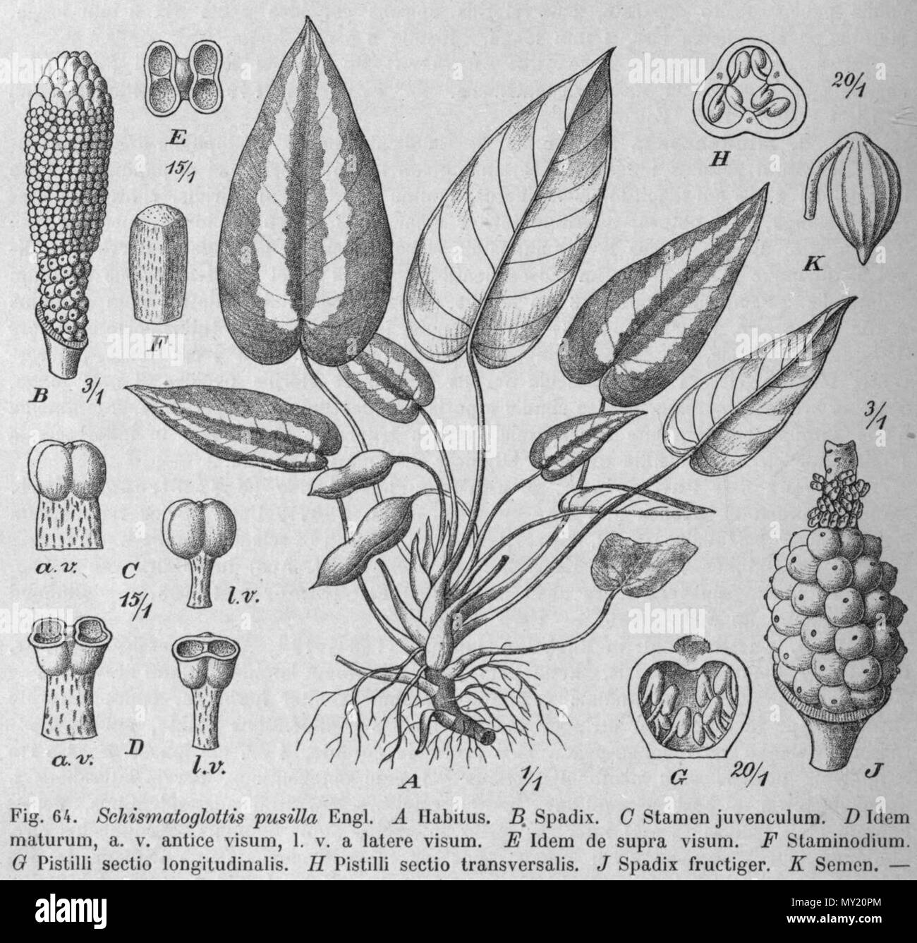 . English: Schismatoglottis pusilla from Das Pflanzenreich . 1912 ...