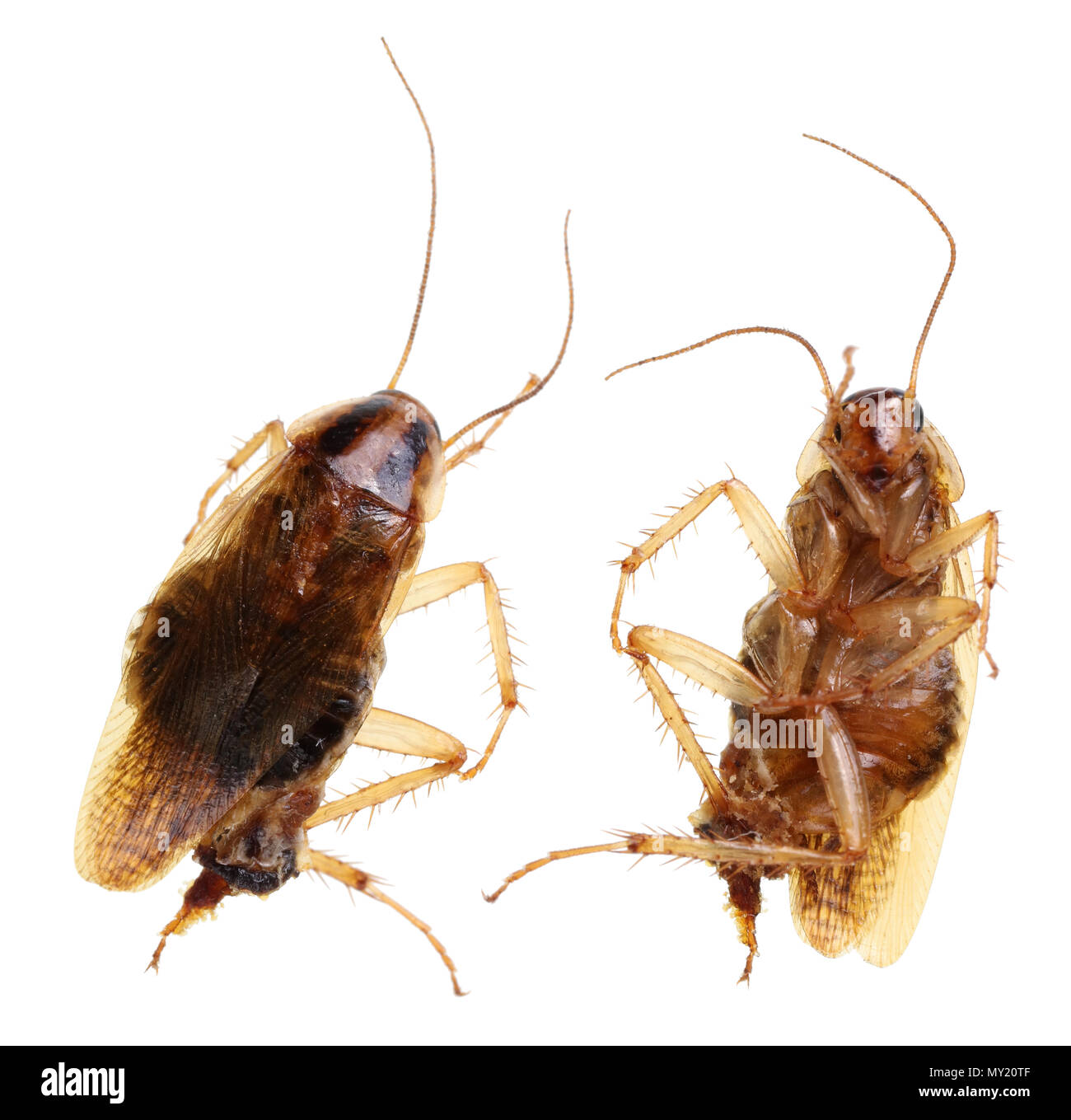 Beautiful shot isolated house hi-res stock photography and images - Alamy