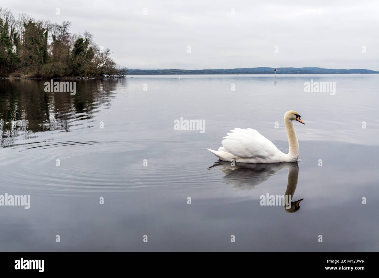 A gorgeous swan and his reflection on a calm lake Stock Photo - Alamy