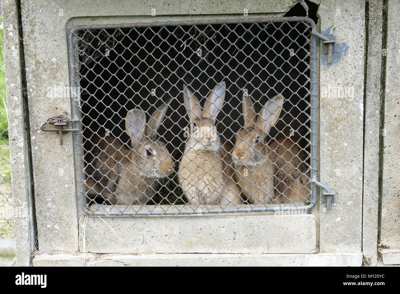 La hutch hi-res stock photography and images - Alamy