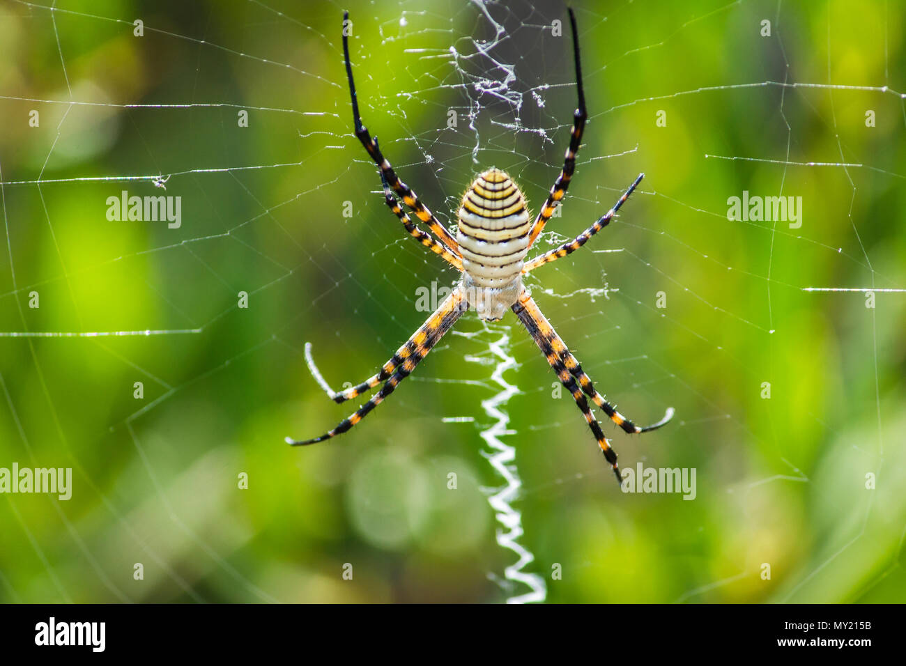 Colorful Macro argiope Spider or wasp Spider on her net with blurry ...