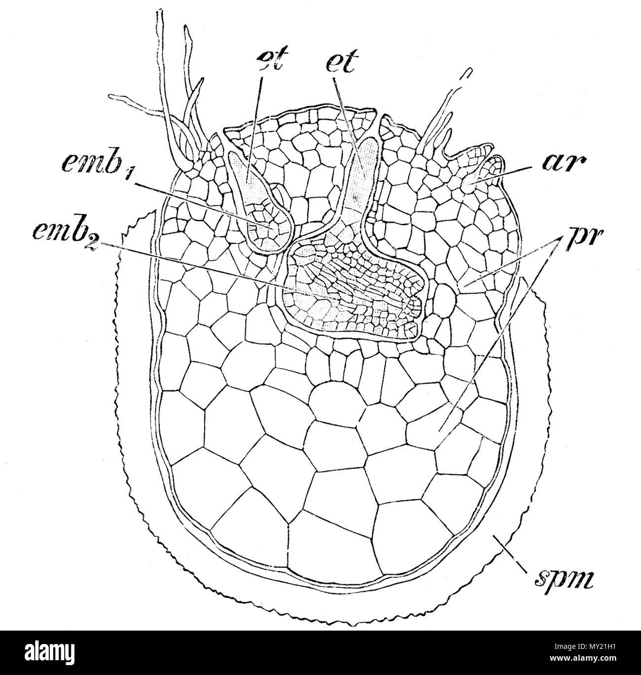 . Selaginella martensii. Weibliches Prothallium, aus der am Scheitel ...