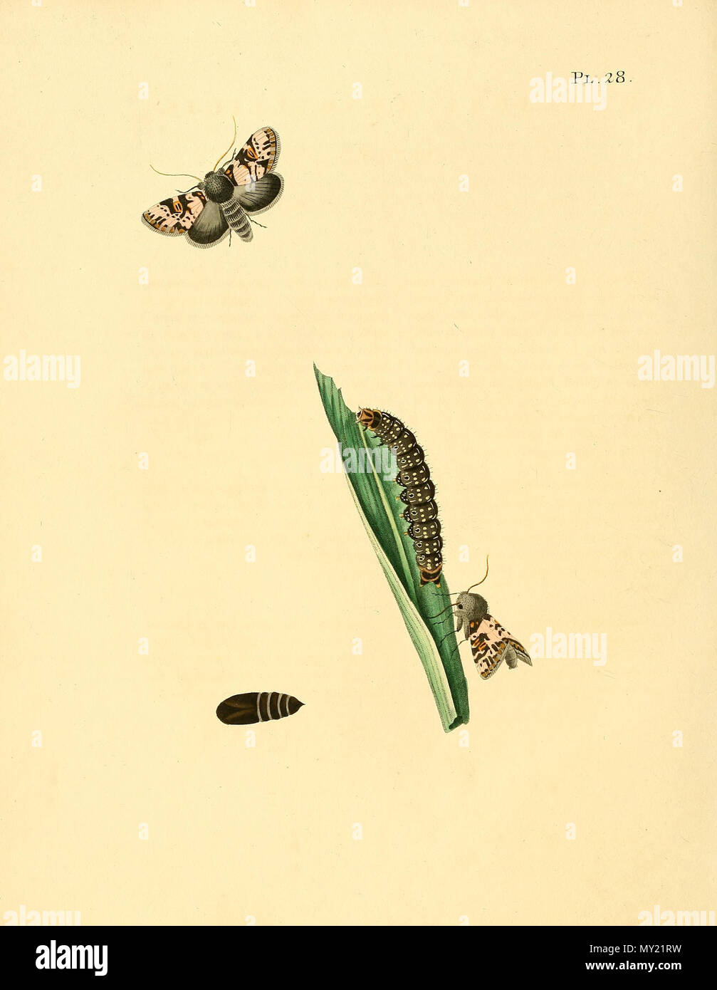 . Illustration of: Xanthopastis timais (as syn. Phalaena amaryllidis ...