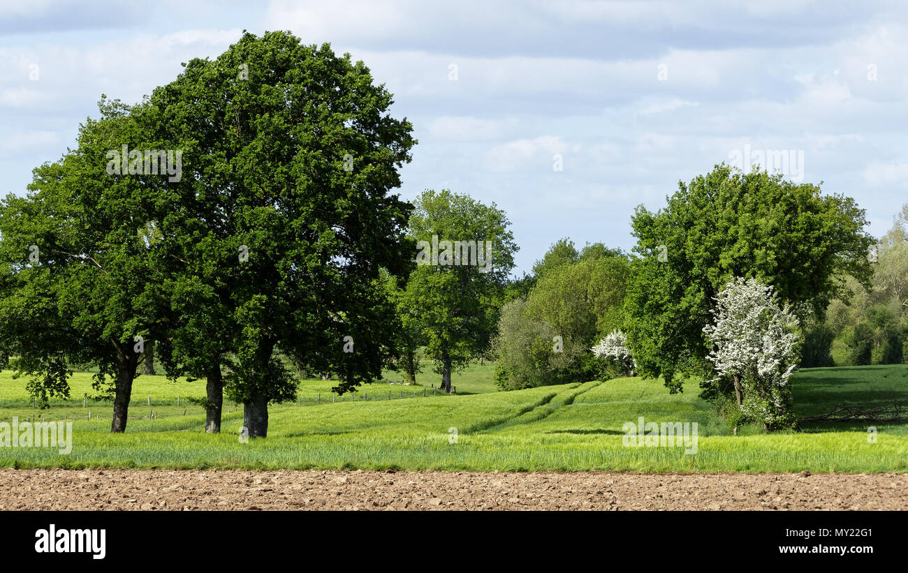 Trees hedgerows hi-res stock photography and images - Alamy