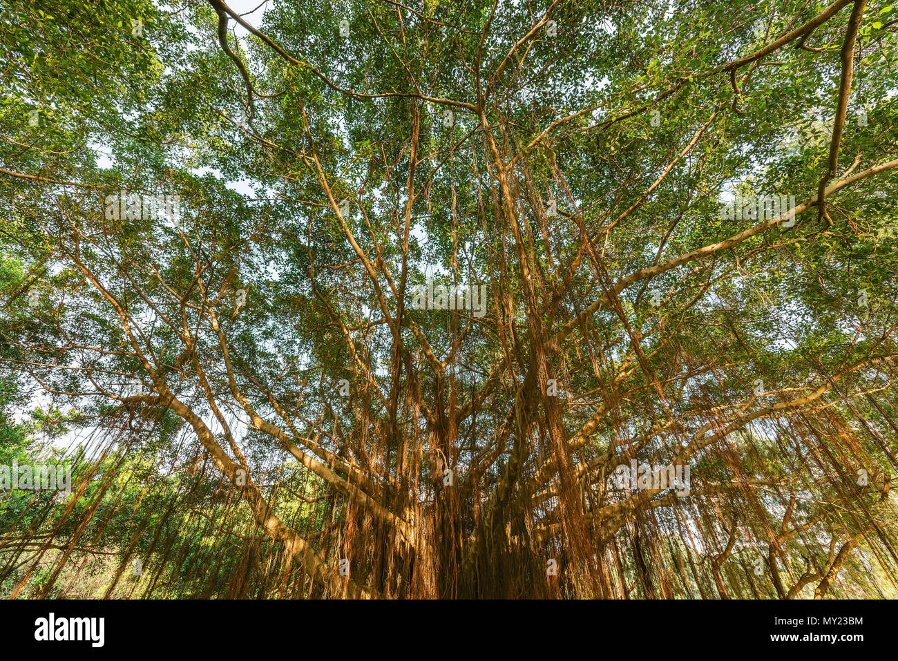 Amazing Banyan Tree branches Stock Photo - Alamy