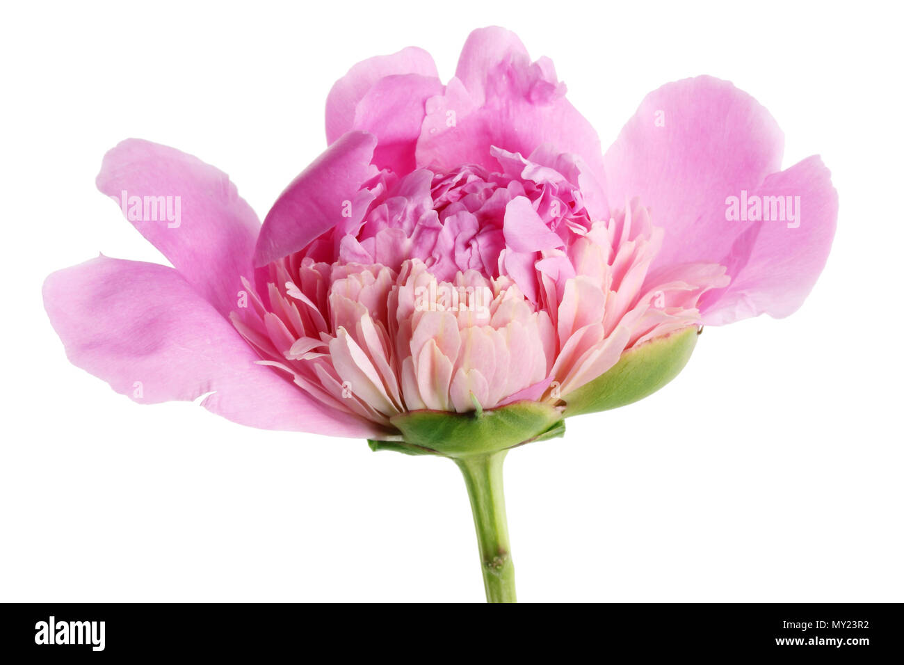 Side view of peonies hi-res stock photography and images - Alamy