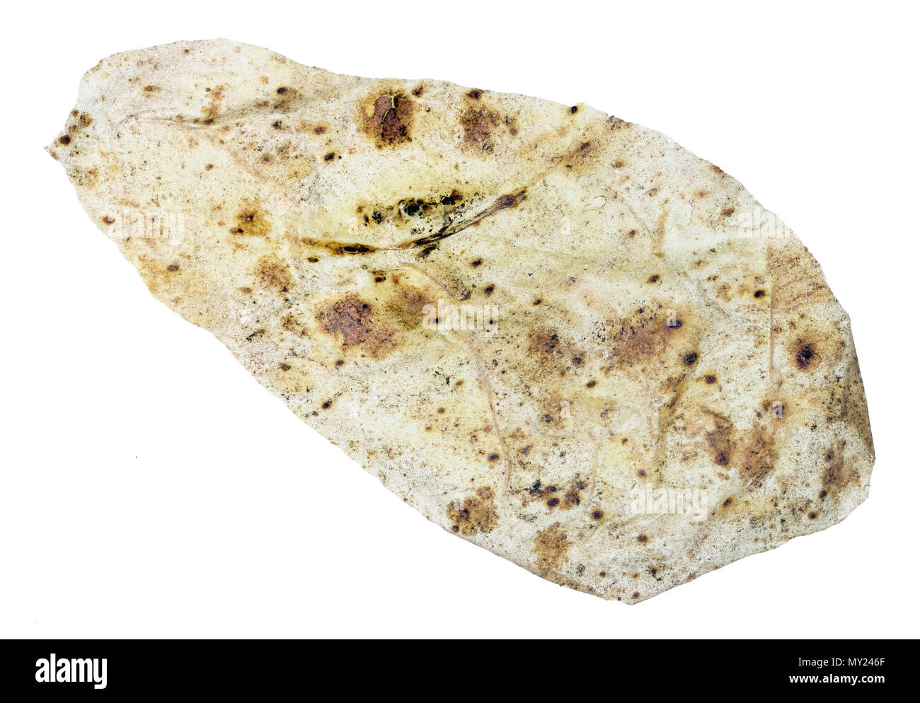 The skin of boiled potatoes is similar in texture and shape to the ...