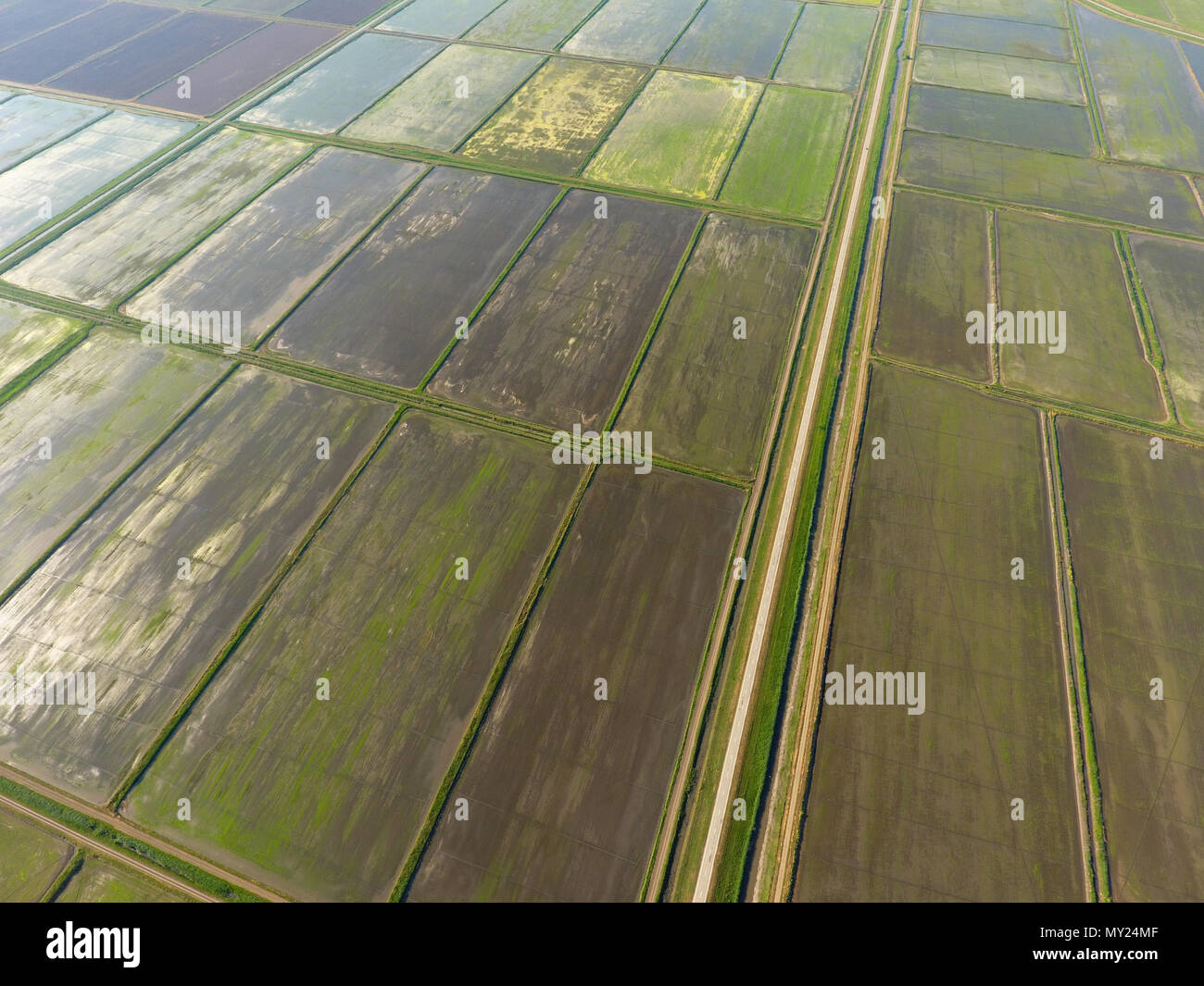 The rice fields are flooded with water. Flooded rice paddies. Agronomic ...