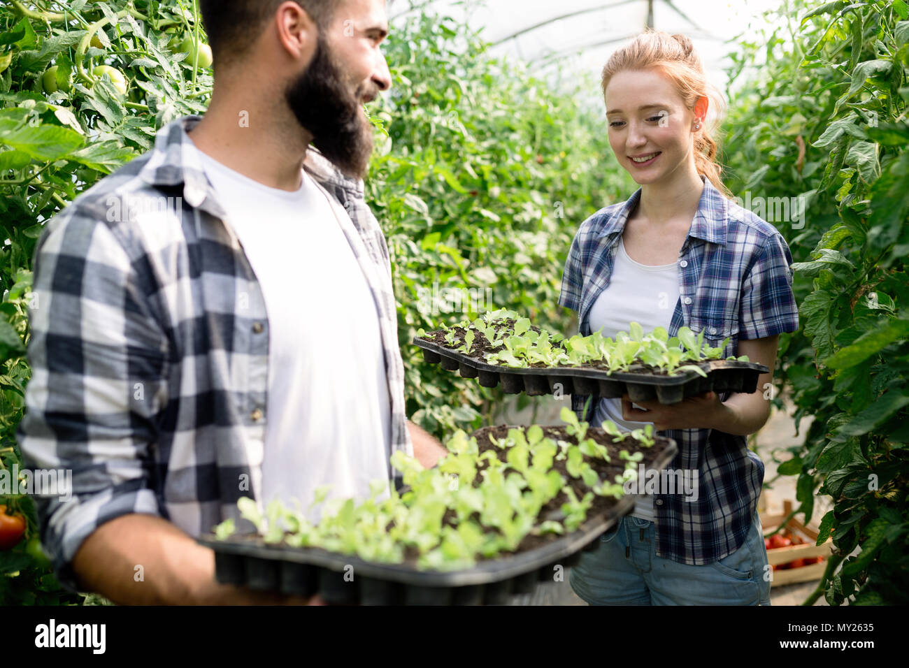 Two people working in a greenhouse Stock Photo - Alamy