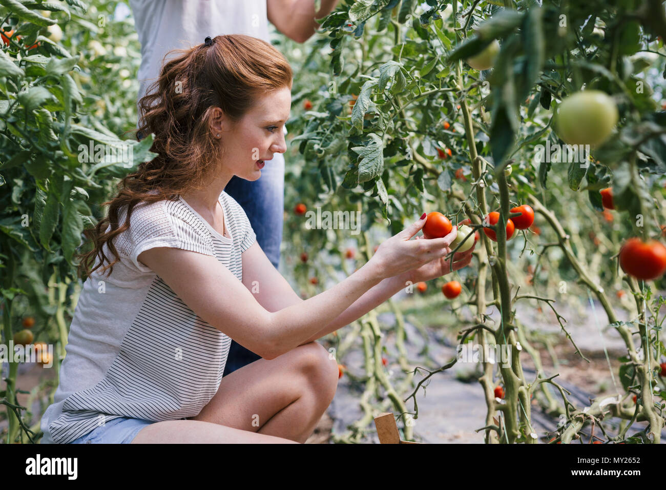 Friendly team harvesting fresh vegetables from the greenhouse garden ...