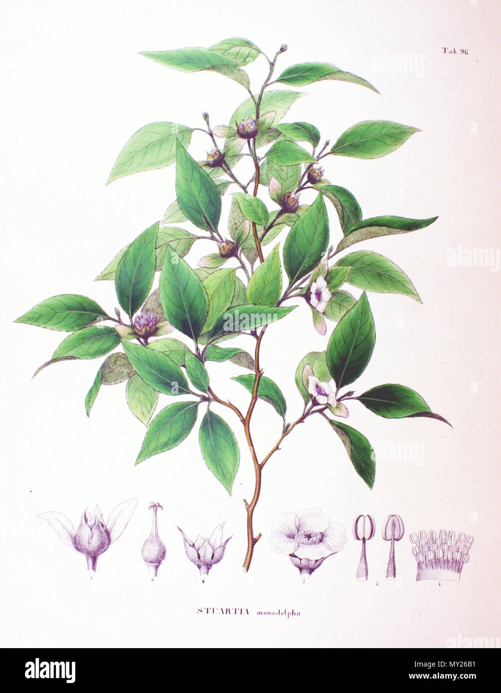 . Plate from book . 1870. Philipp Franz von Siebold and Joseph Gerhard ...