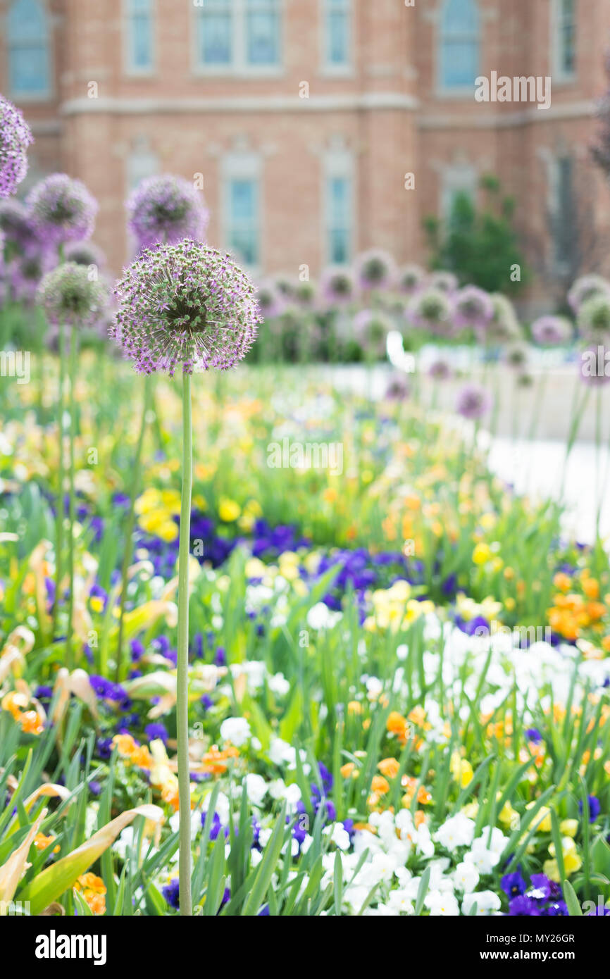 Purple flower stalk hi-res stock photography and images - Alamy