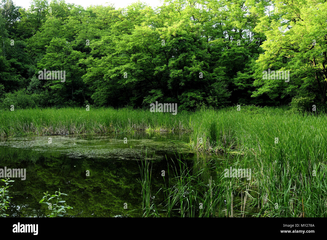 countryside, farm, field, flower, frame, garden, gardening, grass, grow ...