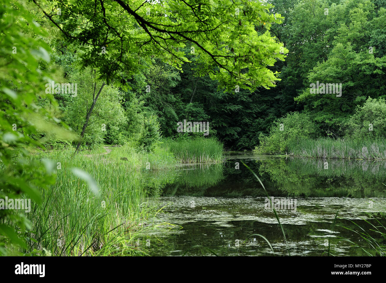 countryside, farm, field, flower, frame, garden, gardening, grass, grow ...