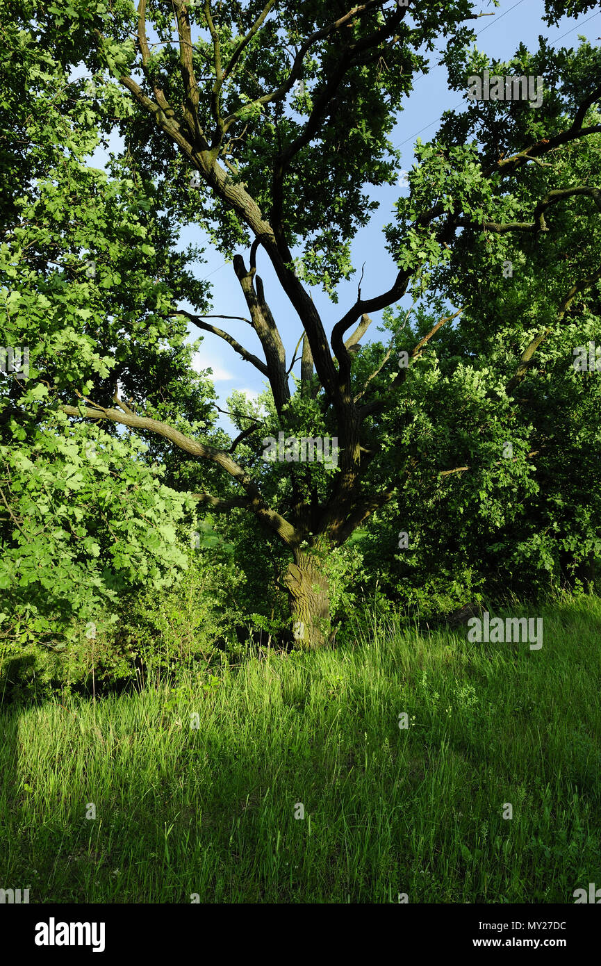 countryside, farm, field, flower, frame, garden, gardening, grass, grow ...