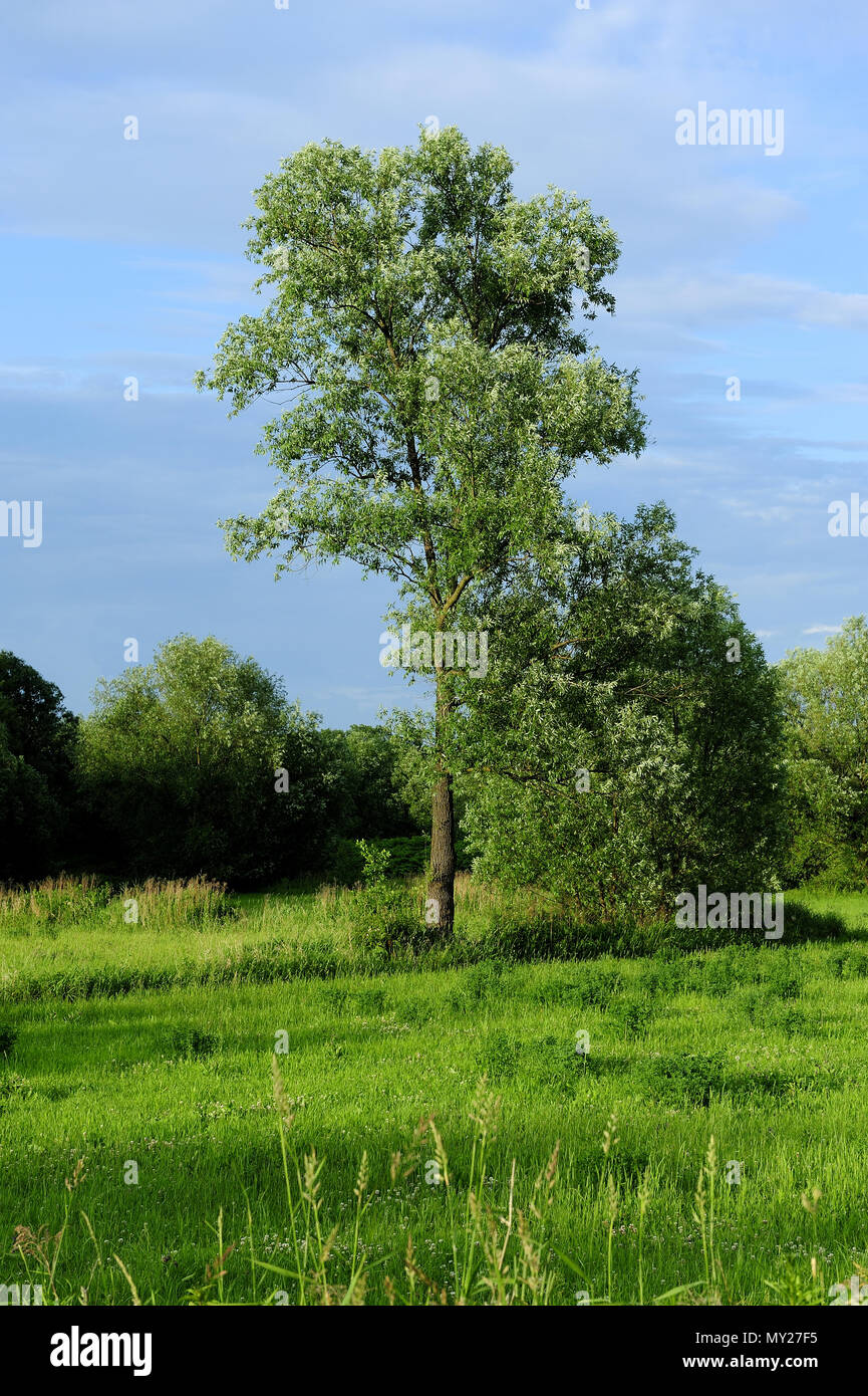 countryside, farm, field, flower, frame, garden, gardening, grass, grow ...