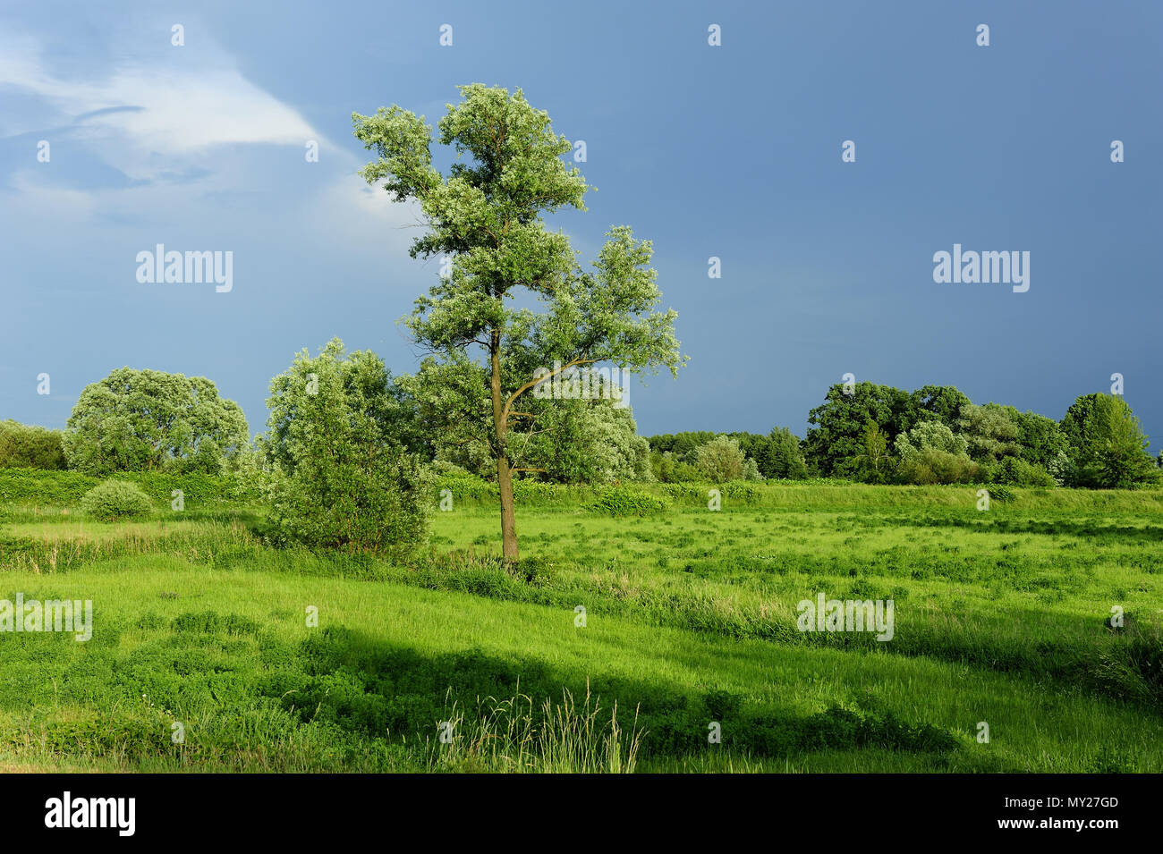 countryside, farm, field, flower, frame, garden, gardening, grass, grow ...