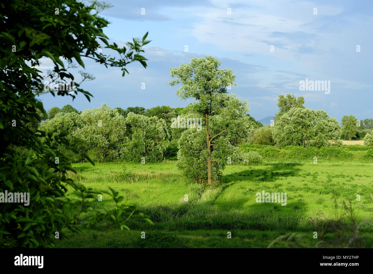 countryside, farm, field, flower, frame, garden, gardening, grass, grow ...